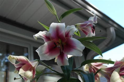 Cheesehead Gardening Orienpet Lily Garden Pleasure