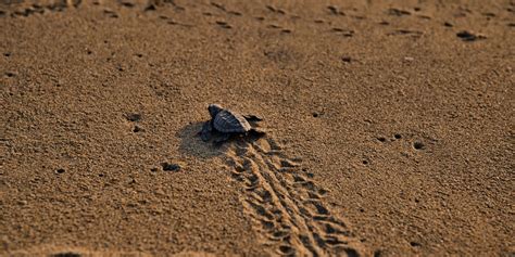 What Are Turtles In Python And How Do They Work