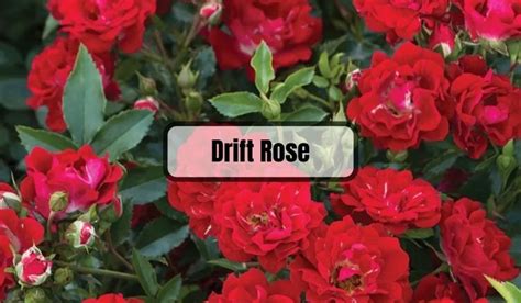 Unlocking The Secrets Of Drift Rose Problems Expert Solutions Inside