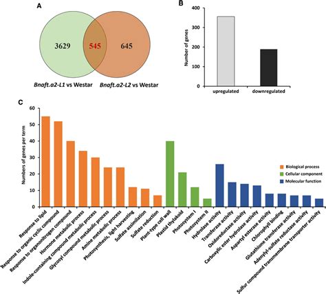 Rna Seq And Go Analysis Of Two Mutants A Identification Of Common Degs Download Scientific