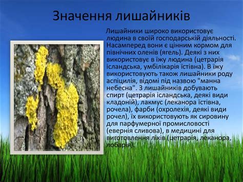 Лишайники презентация онлайн