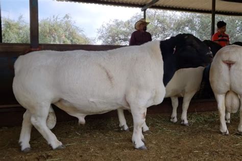 Дорпер порода овец характеристика МРС фото продуктивность