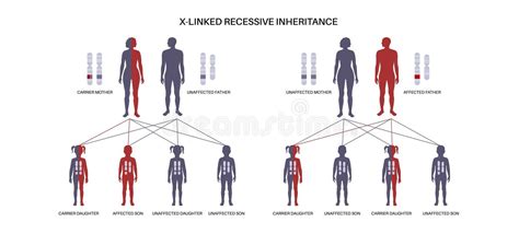 X Linked Inheritance Stock Illustrations 51 X Linked Inheritance Stock Illustrations Vectors