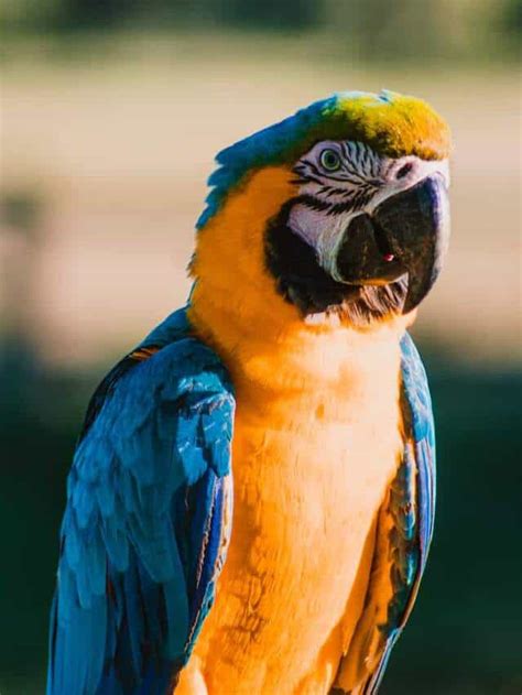 Bonito E Pantanal No Mesmo Roteiro é Possível Um Viajante