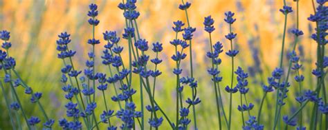 Лавандовый сад Мечты сбываются Деревенский дворик с лавандовым полем 2024 ВКонтакте