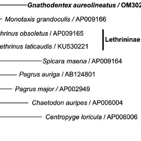 Maximum Likelihood And Bayesian Inference Phylogenetic Trees