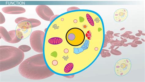Cytoplasm Definition
