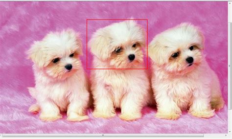 Manually Crop And Save Image From Picturebox In C Winforms Stack