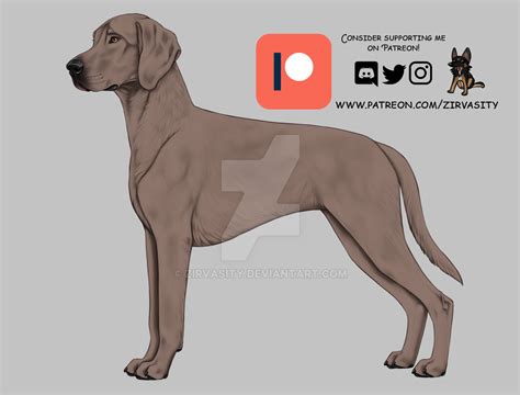 German Shorthaired Pointer Base By Zirvasity On Deviantart