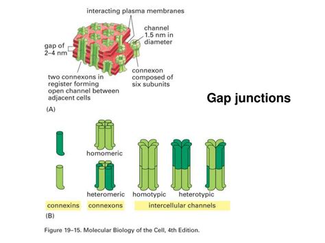 Ppt Cell Junctions Cell Adhesion And The Extracellular Matrix Powerpoint Presentation Id