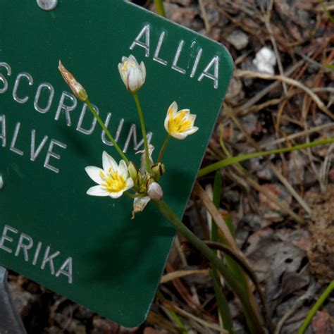 Nothoscordum Bivalve Amaryllidaceae Image 33724 At