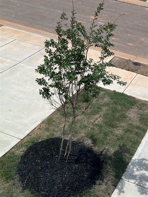 How To Use Arborboost Arborboost Tree And Shrub Fertilizer For