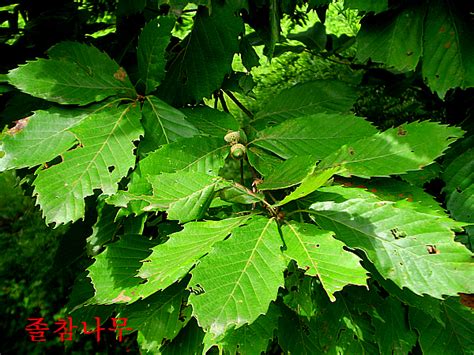참나무 종류와 도토리구분하기 네이버 블로그