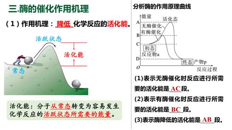 2025届高三一轮复习生物：降低化学反应活化能的酶课件 共28张ppt 21世纪教育网 二一教育