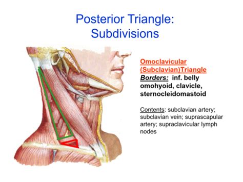 Subclavian Triangle
