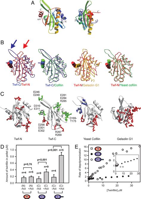 Twinfilins C Terminal Adf H Domain Is Structurally And Functionally