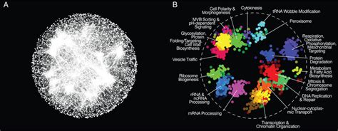Global Yeast Genetic Interaction Profiles Similarity Network