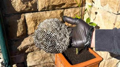 How To Get Rid Of A Wasp Nest Safely Greenhome Gardening