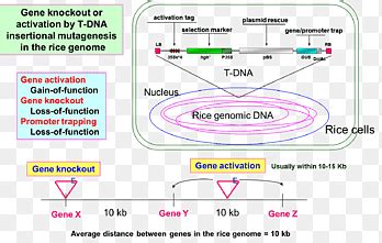 Mutagenesis Png Images PNGEgg