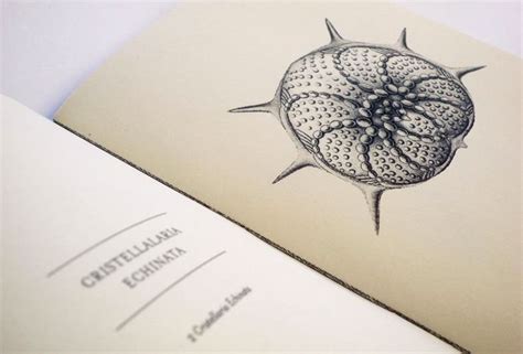 Generative Forms In Nature On Behance
