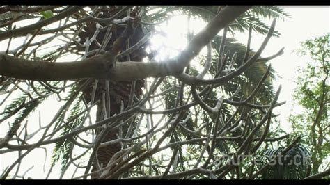 The Shape Of Reality Euclidean Vs Fractal Showdown Youtube