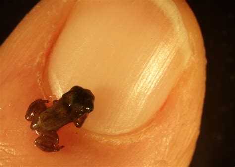 Nested Invasions Alien Species Do Not Arrive Alone