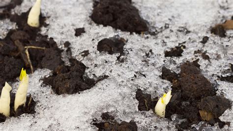 Snow Field Stock Video Footage For Free Download