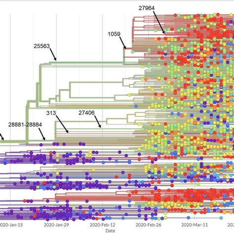 Figure S1 The Position Of Conserve Mutations In Phylogeny Graph Download Scientific Diagram