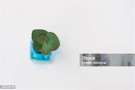 흰색 배경 평면도 Copyspace 스타일된 이미지 형상 발표 블로깅에 파란색 유리 병에 유 칼 리 나무 나뭇가지 0명에 대한 스톡 사진 및 기타 이미지 Istock