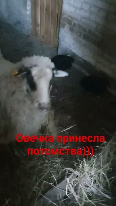 Принесла потомства близницы Youtube