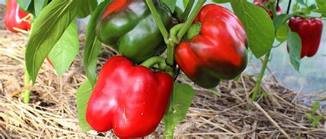 Перец Толстячок: описание сорта и характеристика, выращивание от А до Я