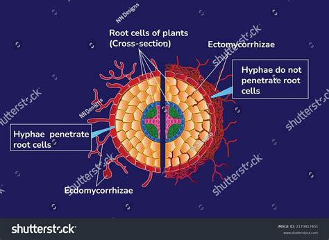 Root Cell Diagram