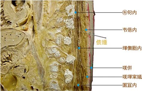 肝俞 穴位解剖图谱 医学