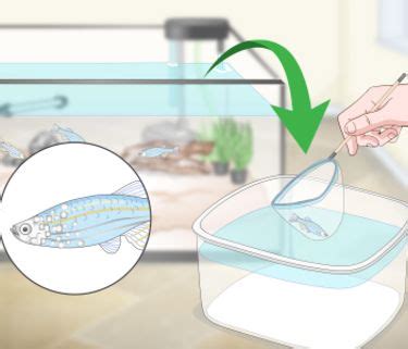 Fish How To Articles From WikiHow