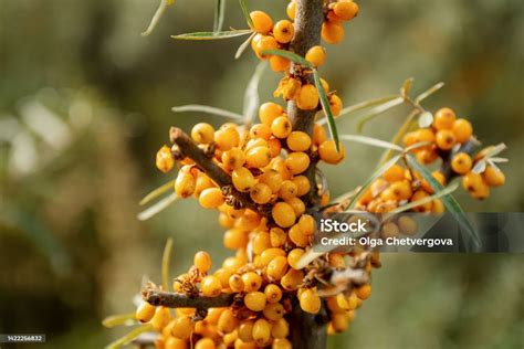 잘 익은 오렌지 열매의 클러스터로 덮인 바다 갈매 나무속의 가지 가을에 대한 스톡 사진 및 기타 이미지 가을 갈매나무 건강한 식생활 Istock