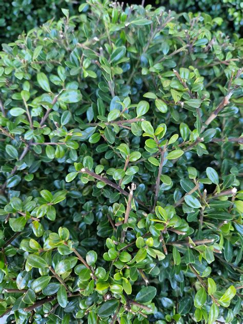 Ilex Crenata Ball Cm Stewarts Garden Centre