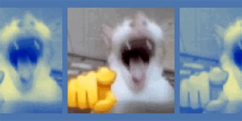 The Cat Laughing And Pointing Meme A Perfect Reaction