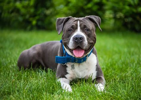 Staffordshire Bull Terrier Health Problems Comprehensive Guide To Common Issues Bonza