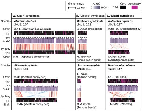 Genetic Innovations In Animal Microbe Symbioses Pmc