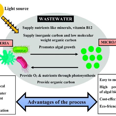 Open And Closed Pond Cultivation System Of Microalgae Open And Closed Download Scientific