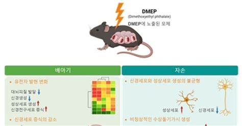 안전성평가연구소 임신 중 프탈레이트 노출 태아 뇌 발달 장애 유발
