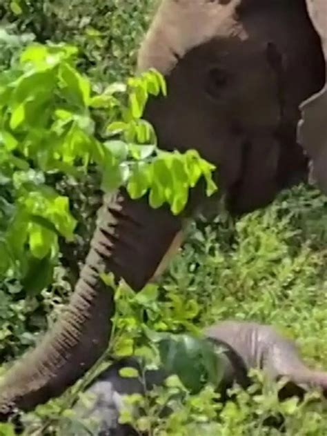 1 000 Männer An Einem Tag Onlyfans Model Will Sex Rekord Brechen