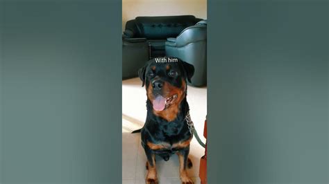 As A Developer Remotework Developer Softwareengineer Shorts