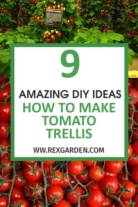 Amazing DIY Ideas How To Make Tomato Trellis