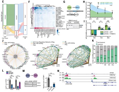 Science重磅：首个人类剪接体结构图谱揭示rna剪接调控未解之谜 文献解读 市场与支持 武汉贝纳科技有限公司