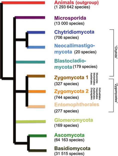 5 Phyla Of Fungi Based On Hibbett Et Al 2007 Indicate That Fungi Are Download Scientific