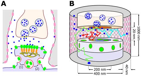 Representation Of The Synapse Dynamics A Sketch Of An Excitatory