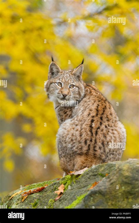 Eurasian Lynx, Lynx lynx, in Autumn, Germany, Europe Stock Photo - Alamy