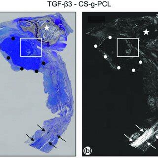 Differences In Median Values Of Maximum Forces Load To Failure Left Download Scientific