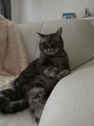 Создать мем Недовольный кот Недовольный кот кот Cat Картинки Meme